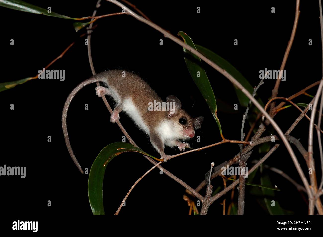 Dormouse phalanger hi-res stock photography and images - Alamy