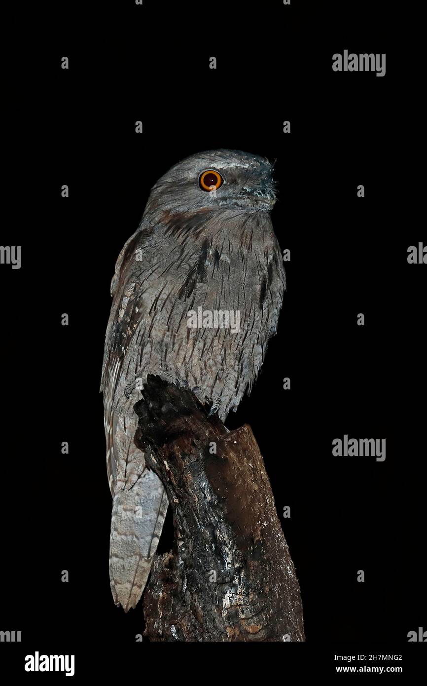 Southern tawny frogmouth (Podargus strigoides brachypterus) on a stump ...