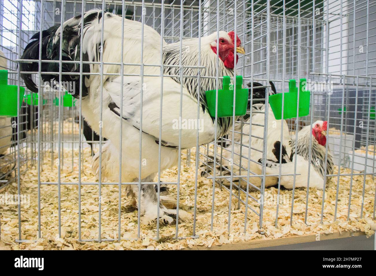 The chicken, Gallus gallus f. domestica, Brahma at the National ...