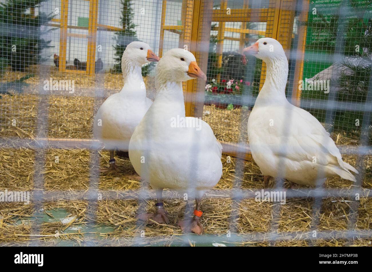 Breed czech goose hi-res stock photography and images - Alamy