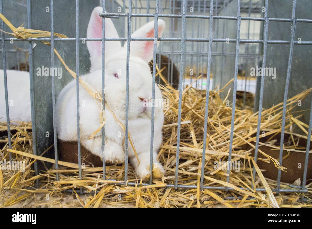New Zealand White Rabbit at the National exhibition of farming animals ...