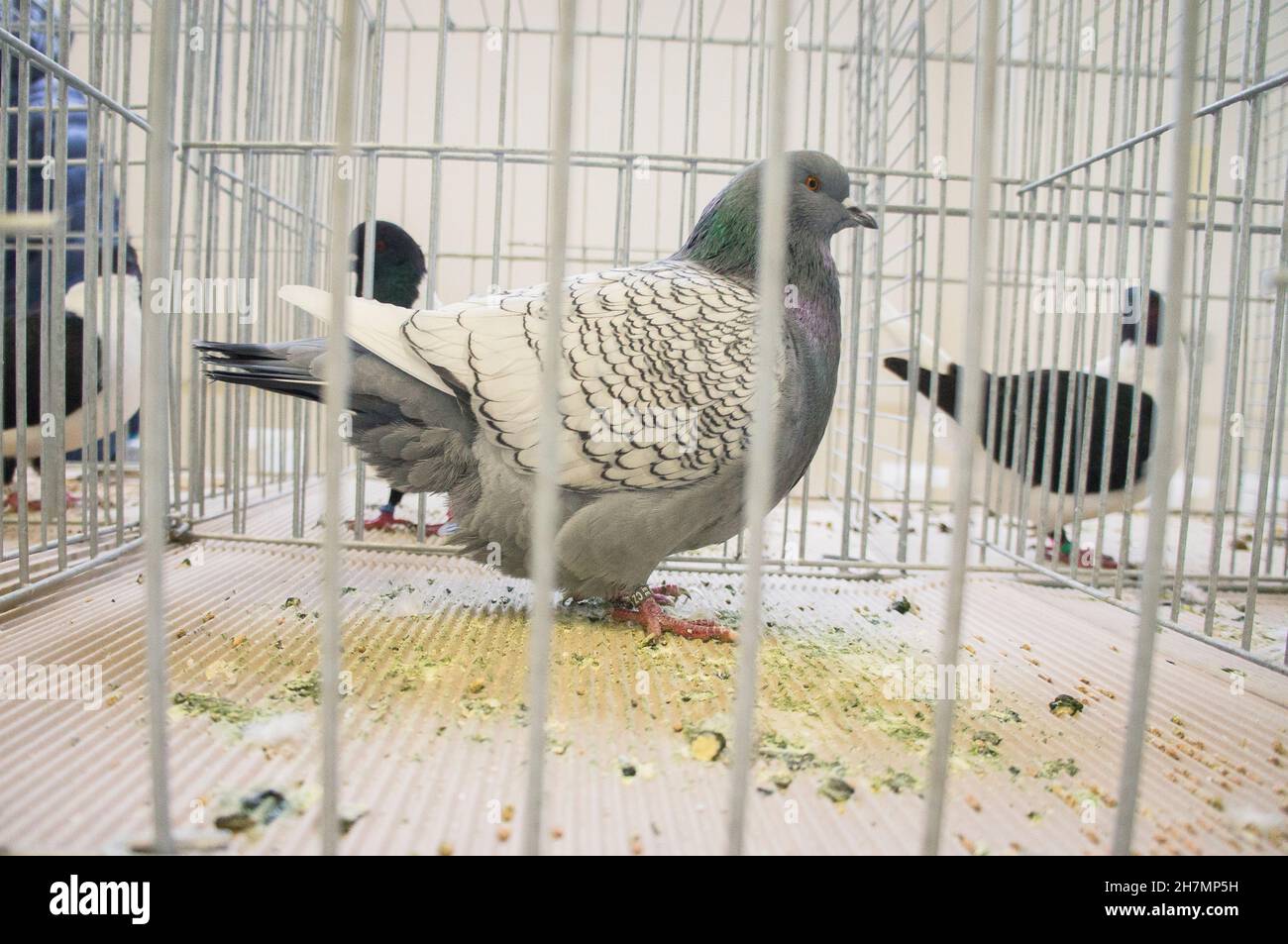 Pigeon, breed at the National exhibition of farming animals Animal ...