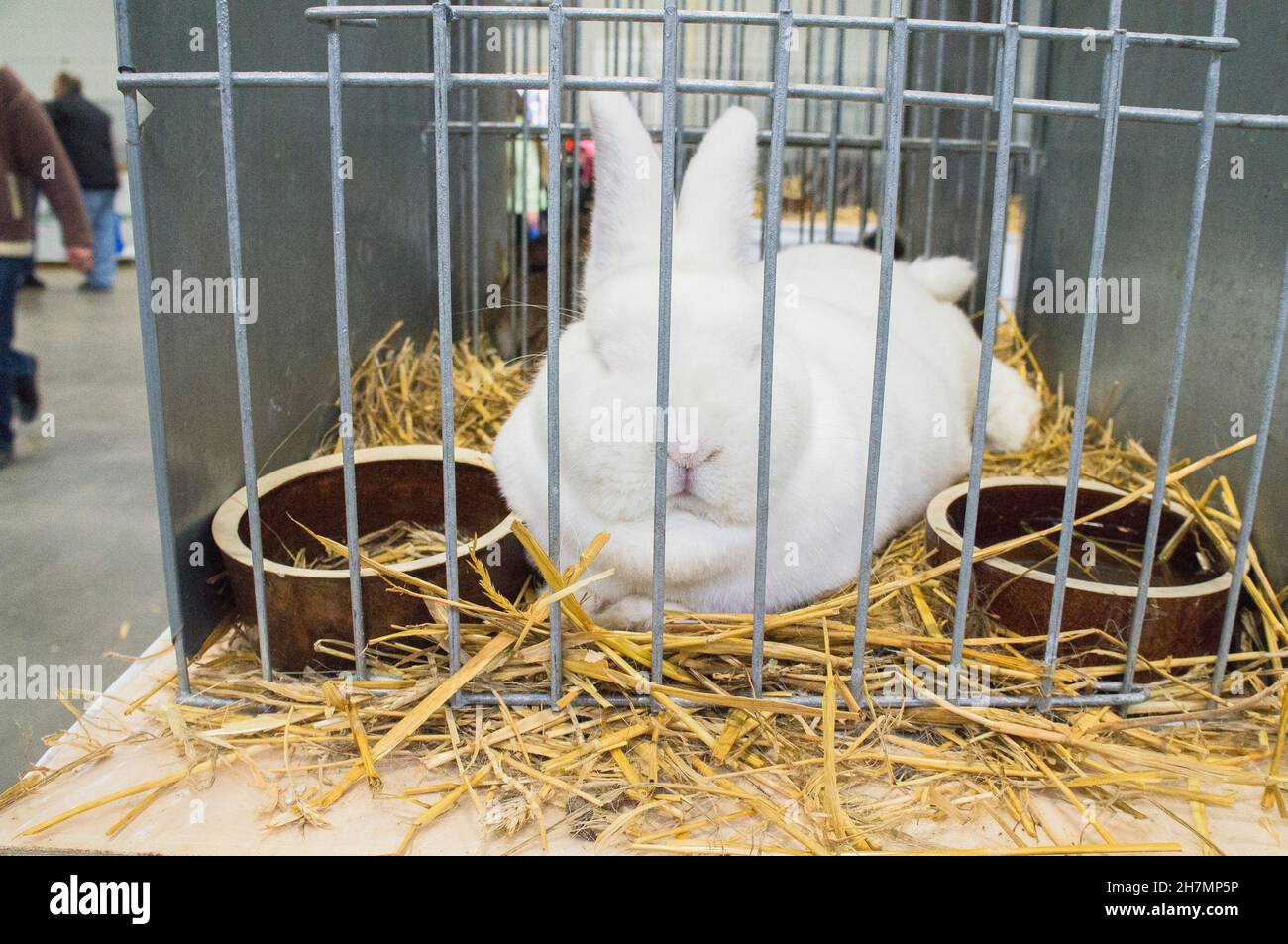 New zealand white rabbit hi-res stock photography and images - Alamy