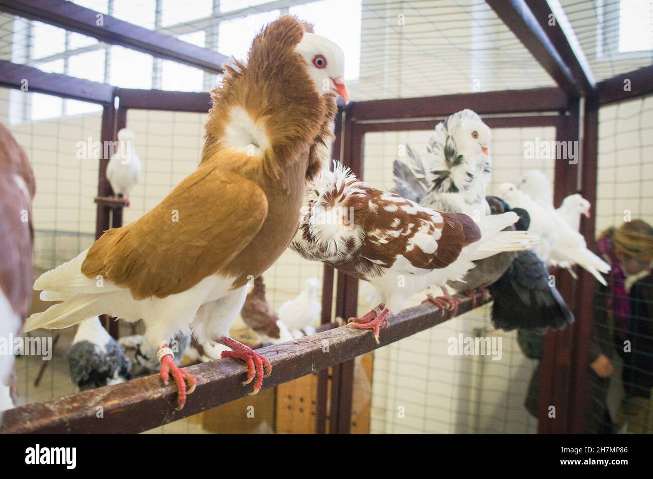 Bohemian pigeon hi-res stock photography and images - Alamy