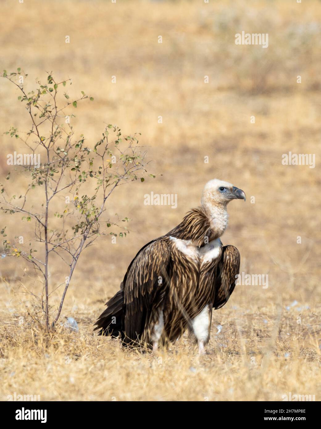 Gyps himalayensis india hi-res stock photography and images - Alamy