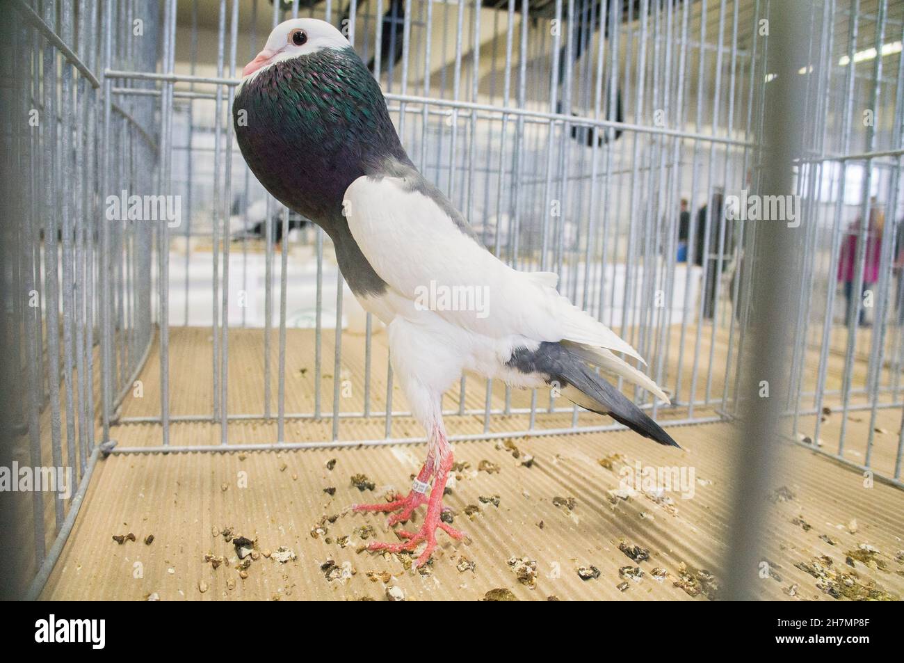 Blue pouter hi-res stock photography and images - Alamy