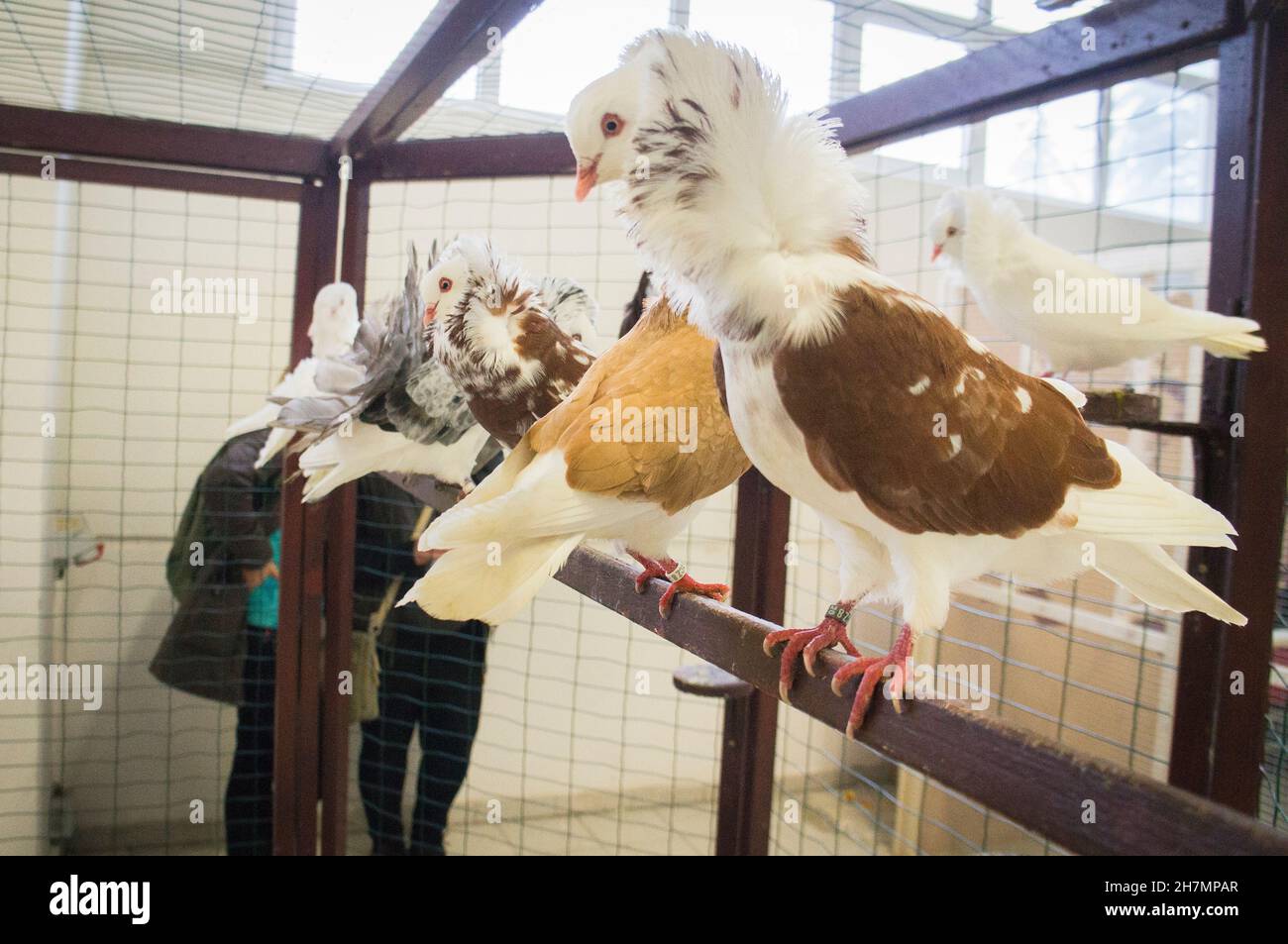 Bohemian pigeon hi-res stock photography and images - Alamy