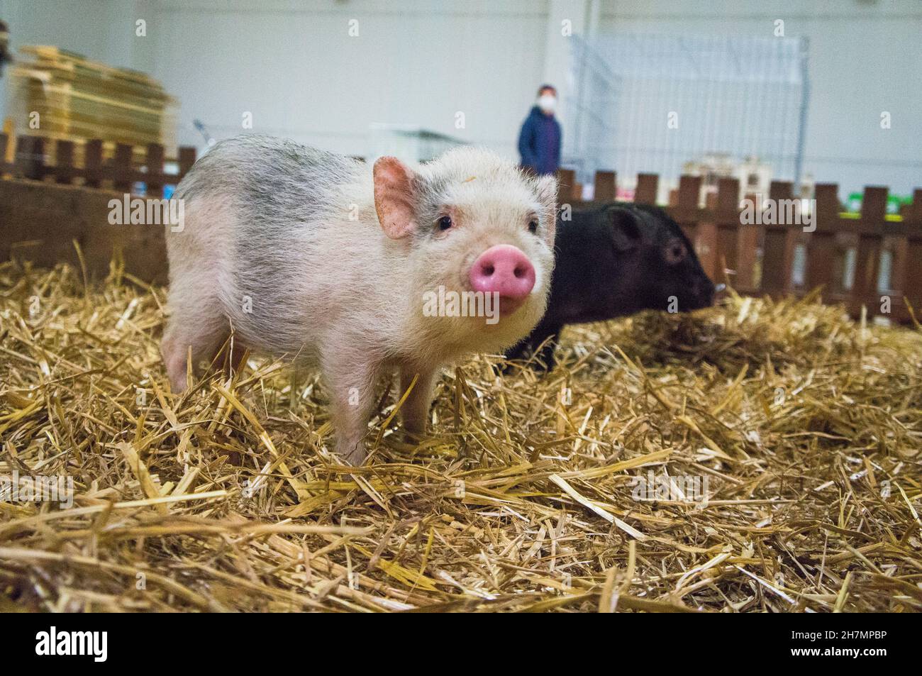 Goettingen minipig hi-res stock photography and images - Alamy