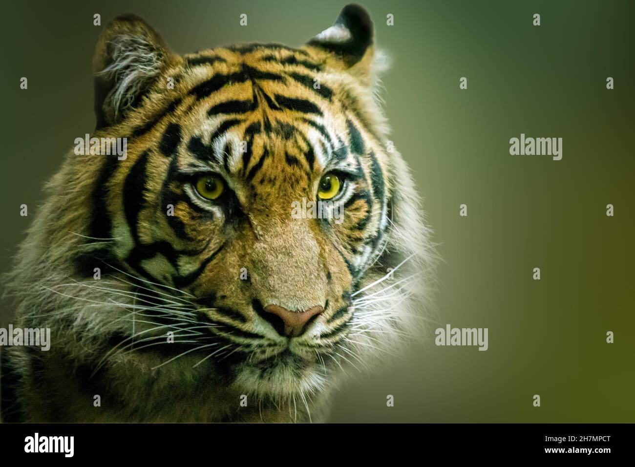 portrait of a tiger with bright eyes Stock Photo - Alamy