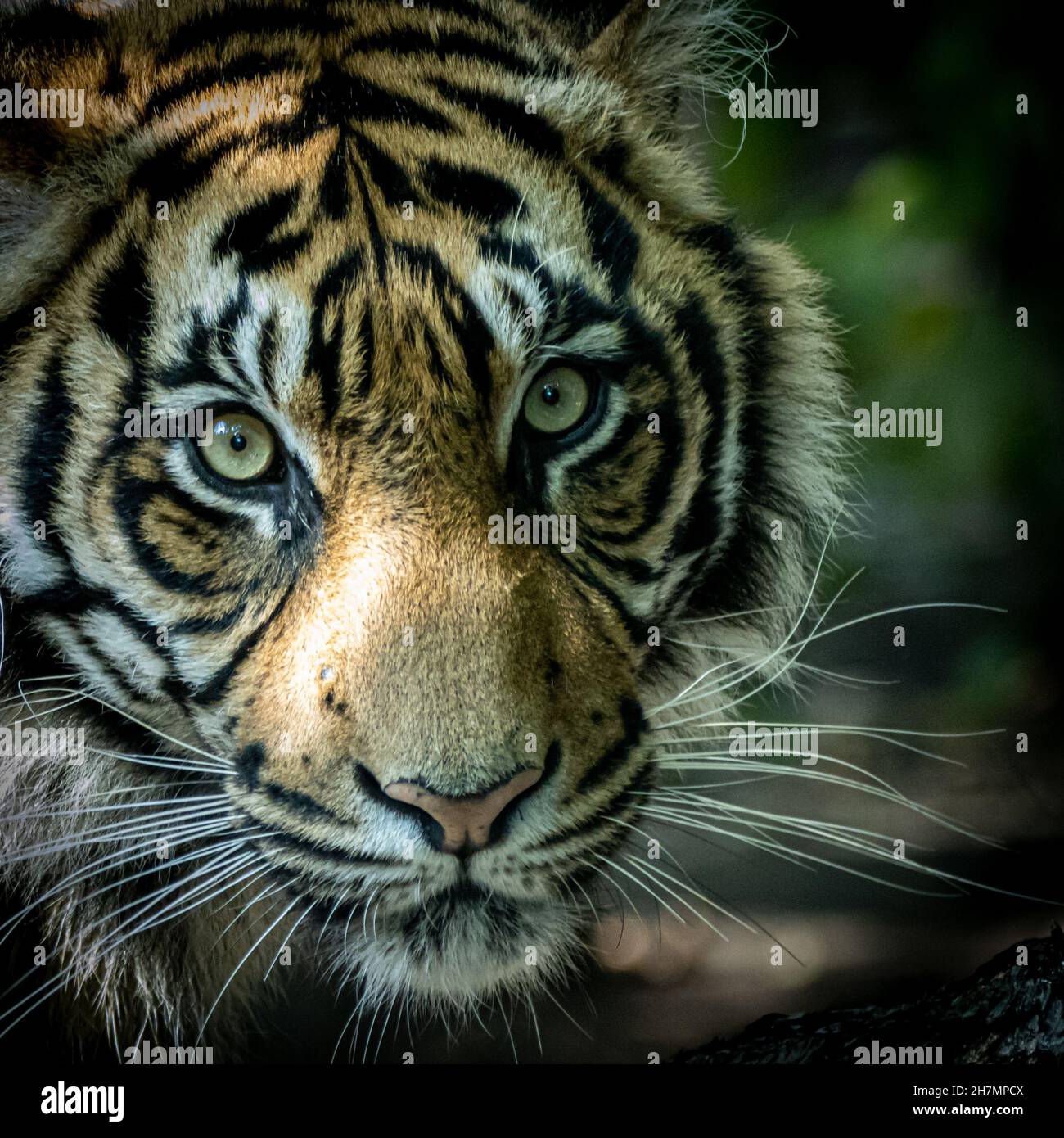 beautiful portrait of a young tiger Stock Photo - Alamy