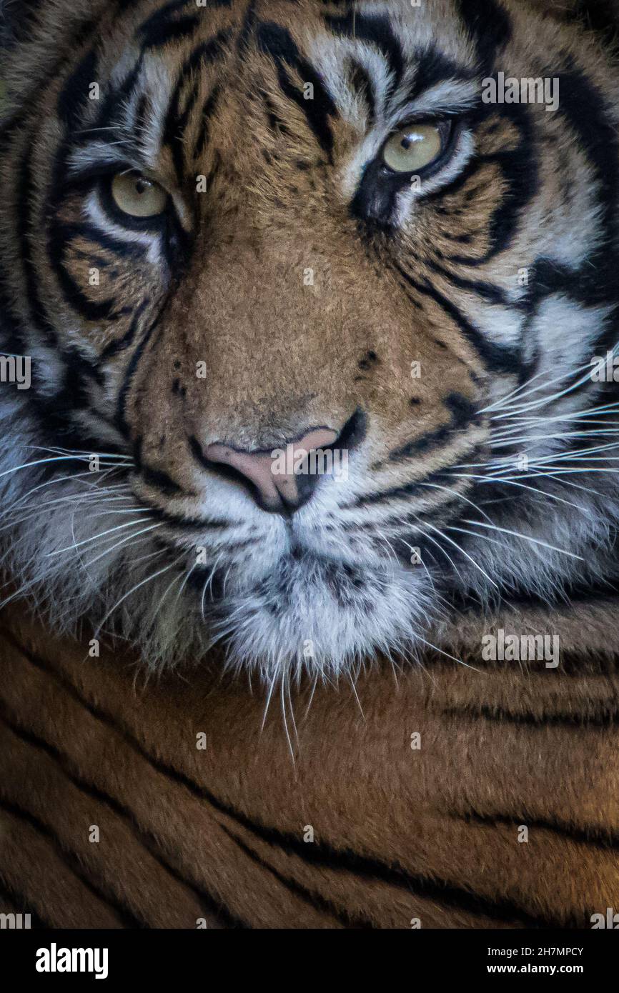 vertical portrait of a tiger Stock Photo - Alamy