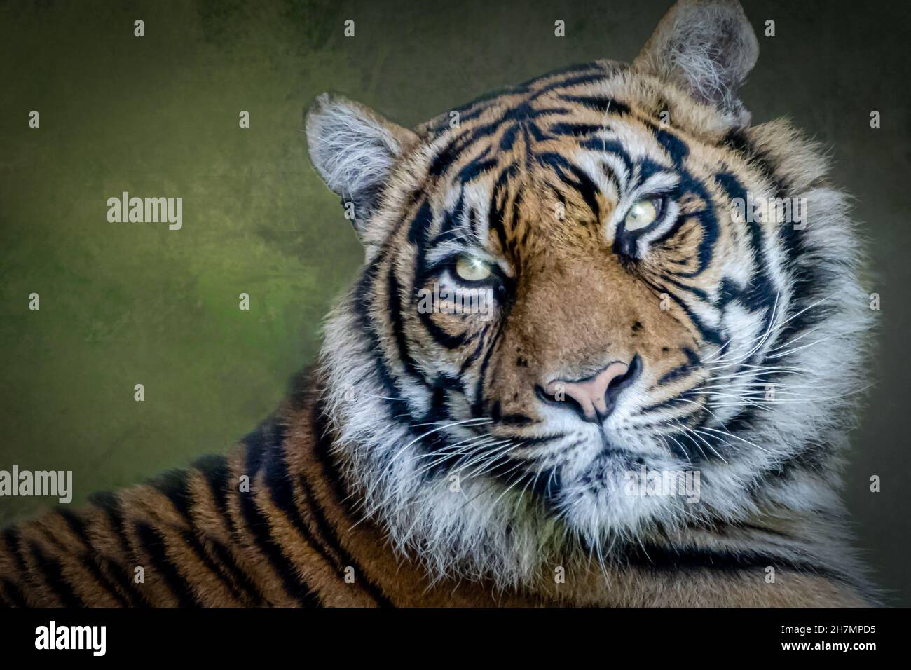 Bengal tiger jungle green hi-res stock photography and images - Alamy