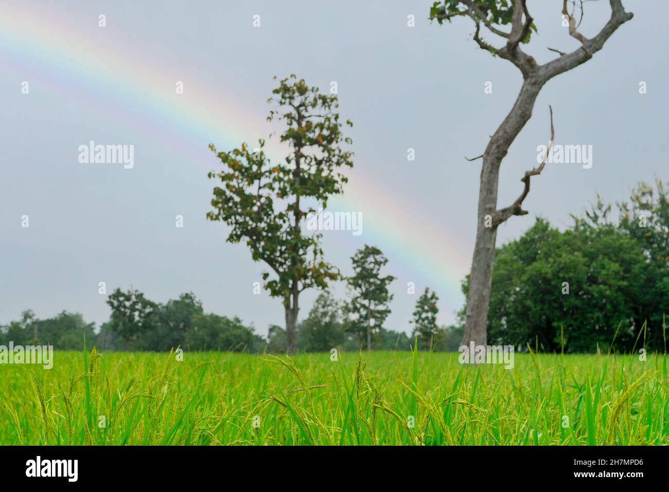 Rice plantation. Green rice paddy field. Rice growing agriculture ...