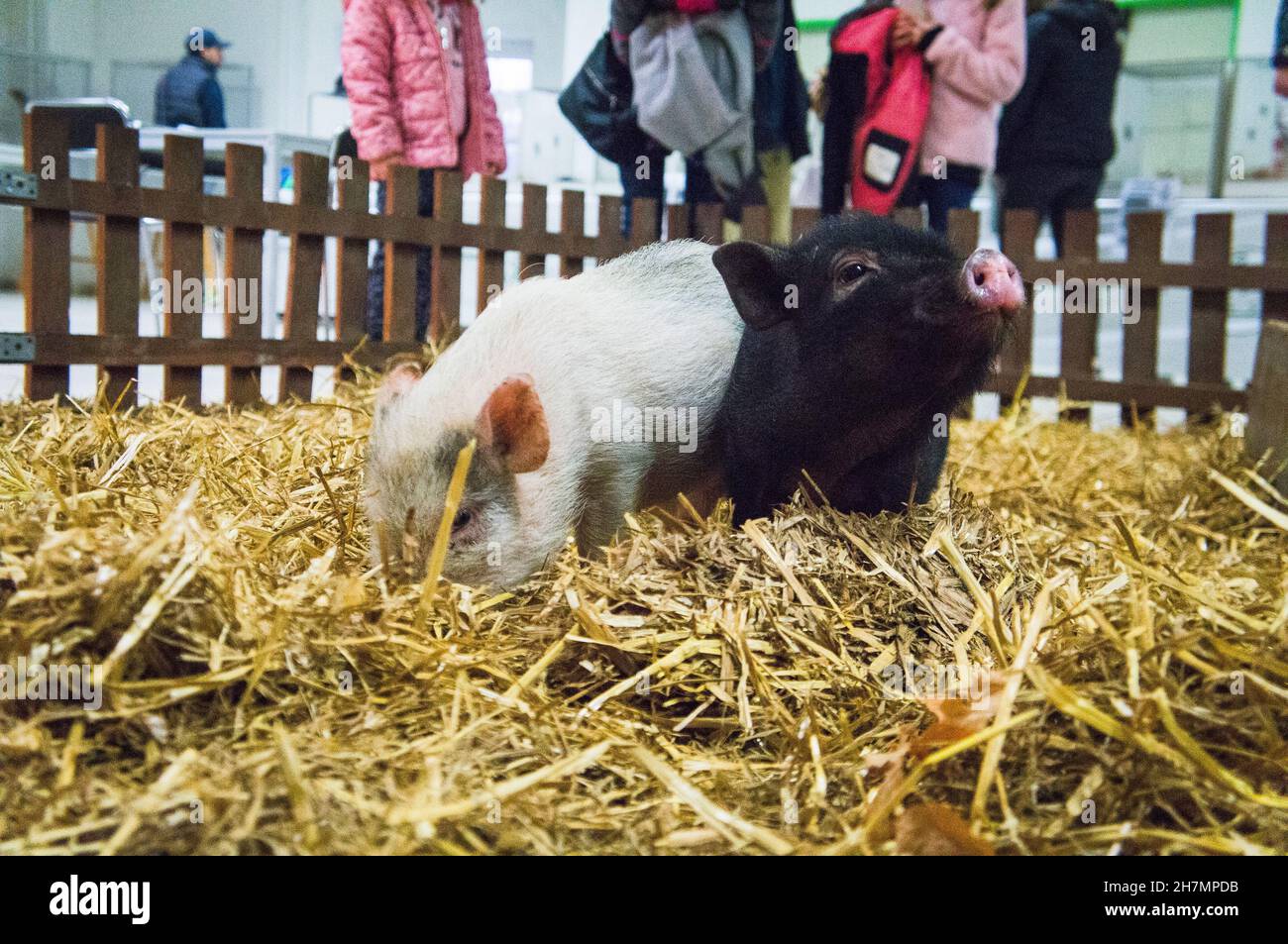 Gottinger, Goettingen minipig, "Goettingen Miniature Pig" at the ...