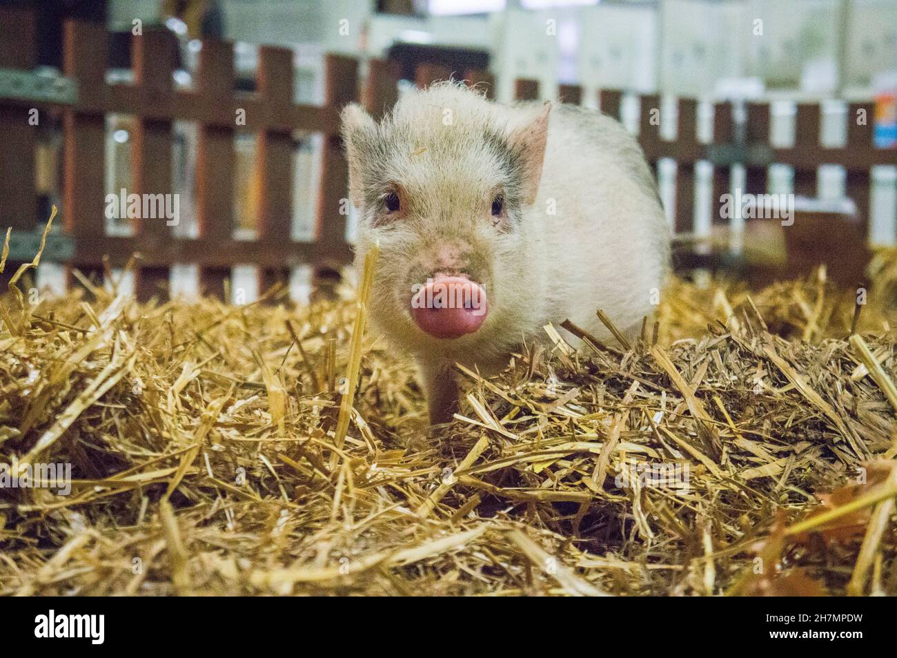 Gottinger, Goettingen minipig, "Goettingen Miniature Pig" at the ...