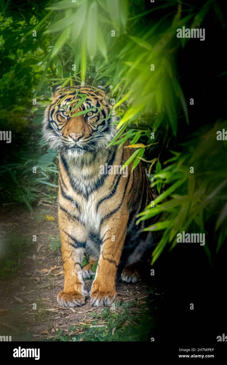 a tiger hiding in the jungle Stock Photo - Alamy