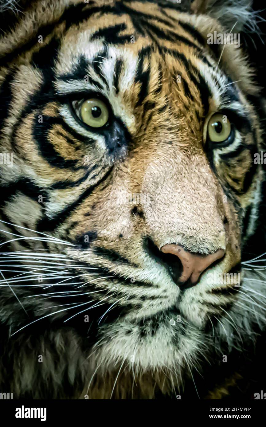 closeup of a tigers face Stock Photo - Alamy