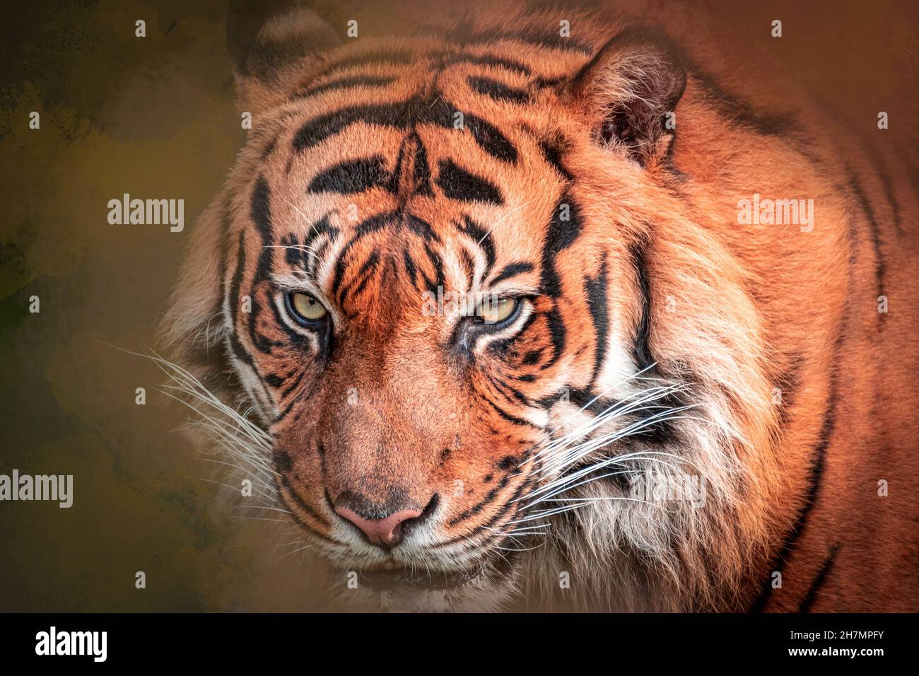 a fine art tiger portrait Stock Photo - Alamy
