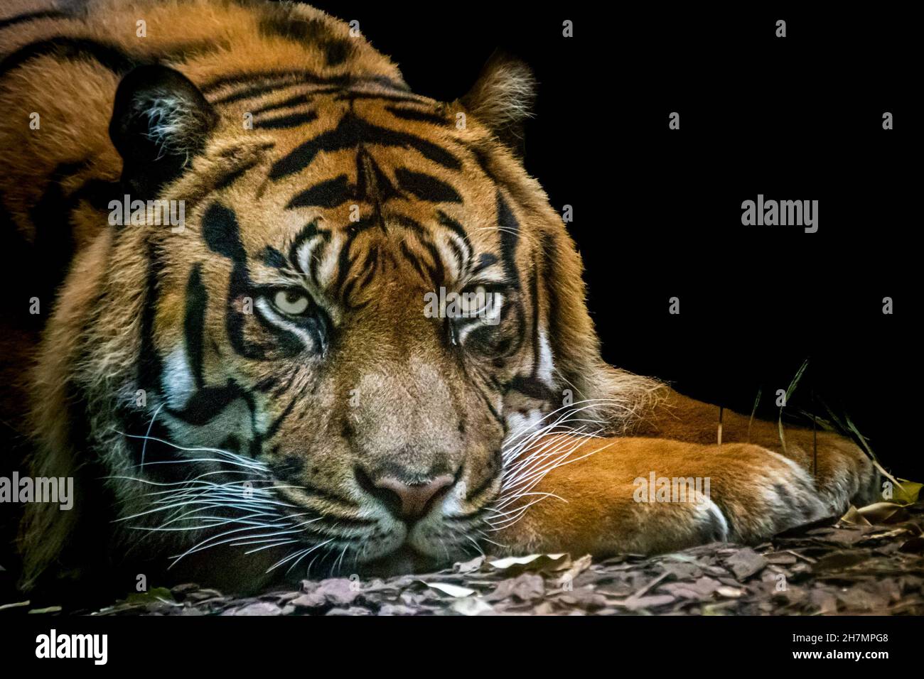 Resting tiger hi-res stock photography and images - Alamy
