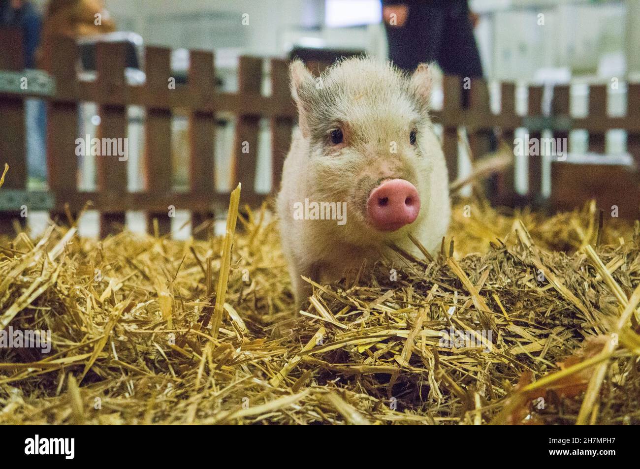Gottinger, Goettingen minipig, "Goettingen Miniature Pig" at the ...