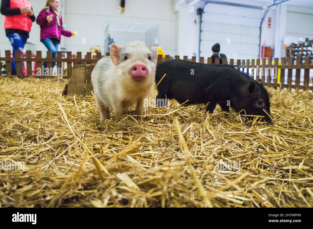 Gottinger, Goettingen minipig, "Goettingen Miniature Pig" at the ...