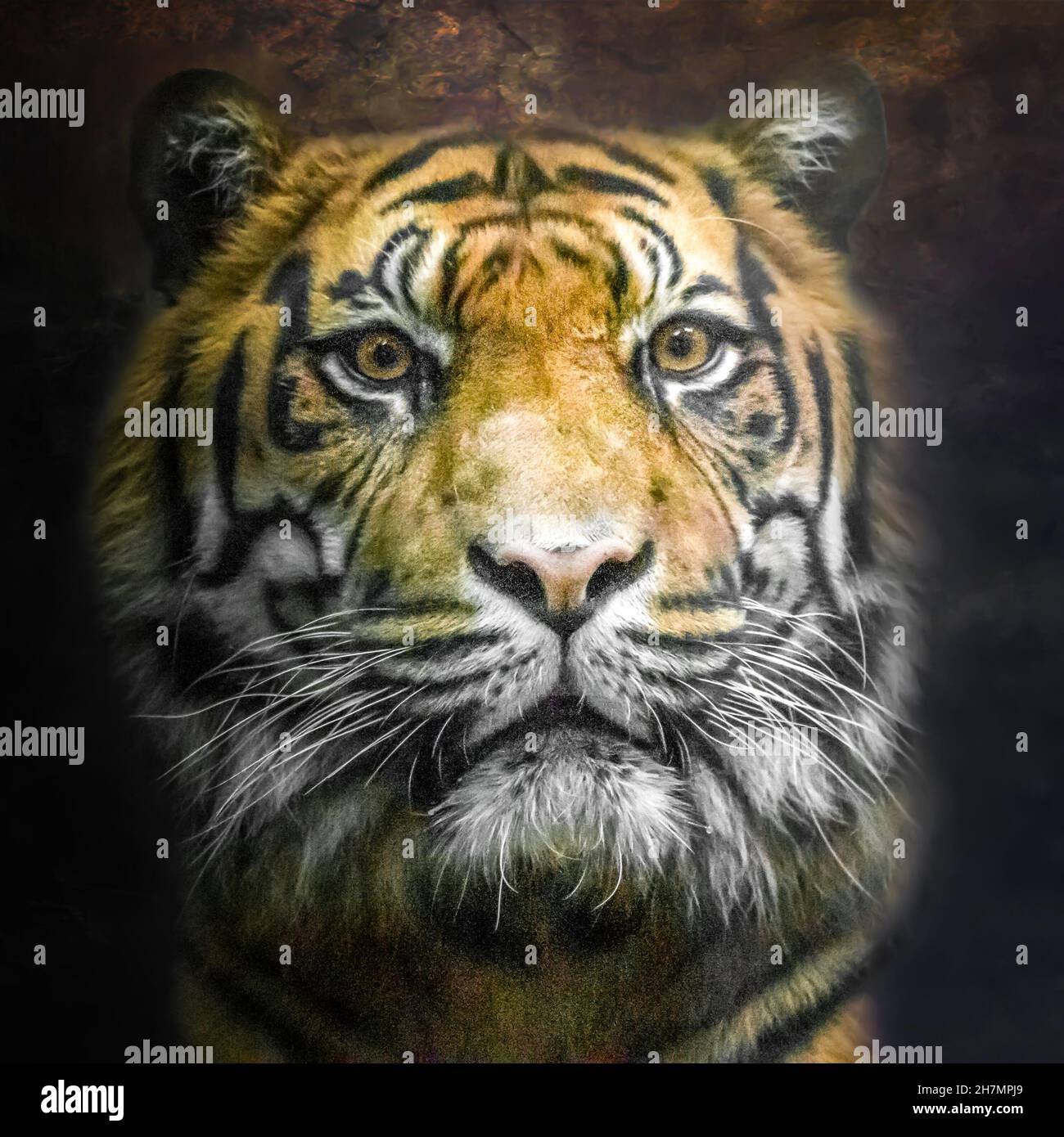 Angry tiger hi-res stock photography and images - Alamy