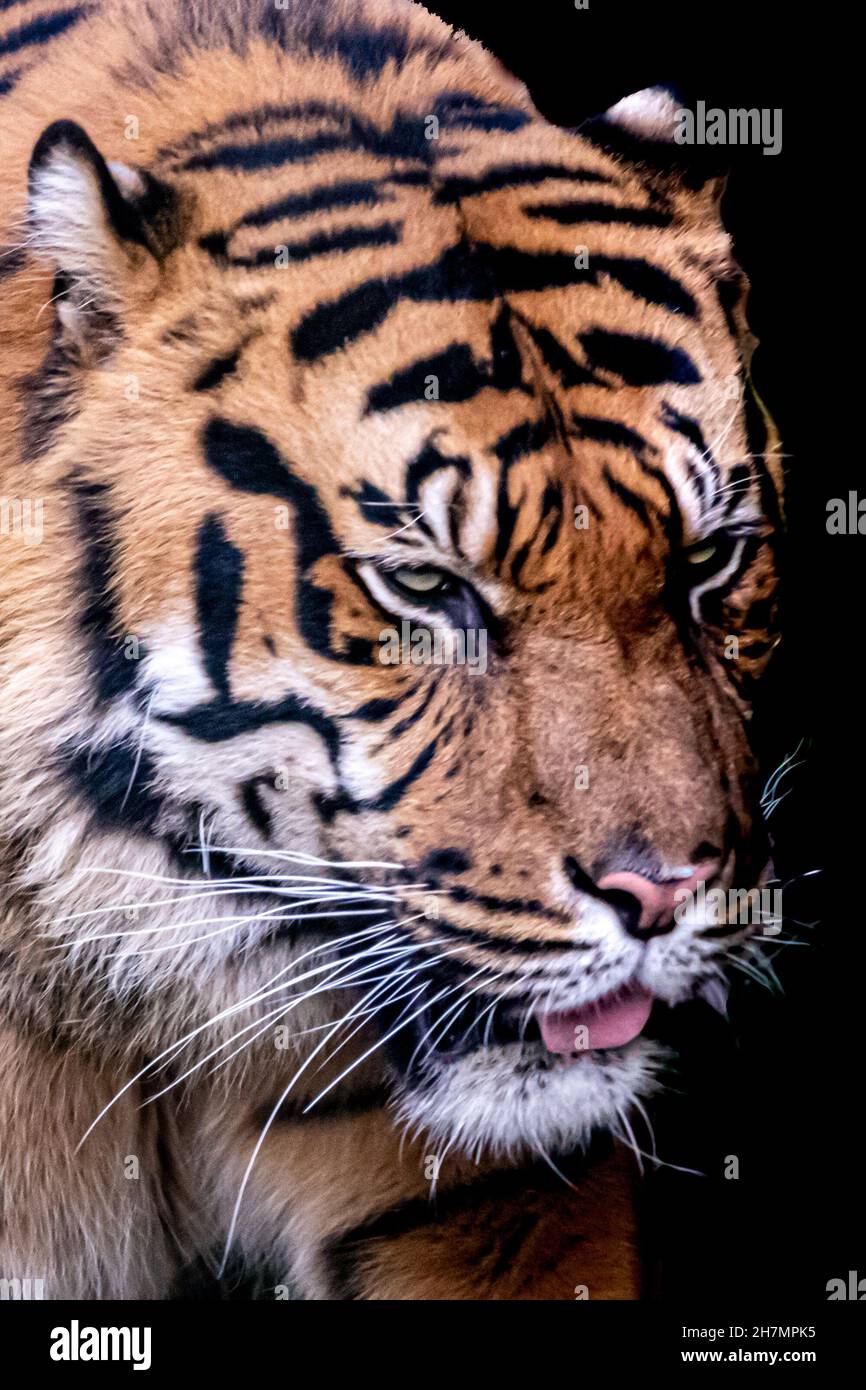 a fine art tiger portrait Stock Photo - Alamy
