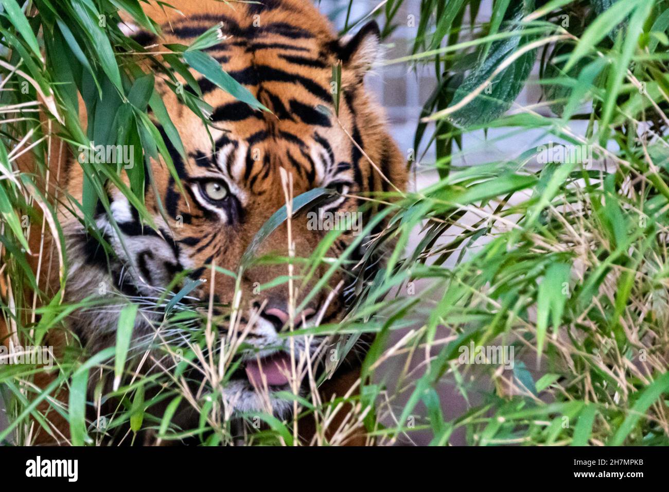 tiger hiding behind bamboo Stock Photo - Alamy