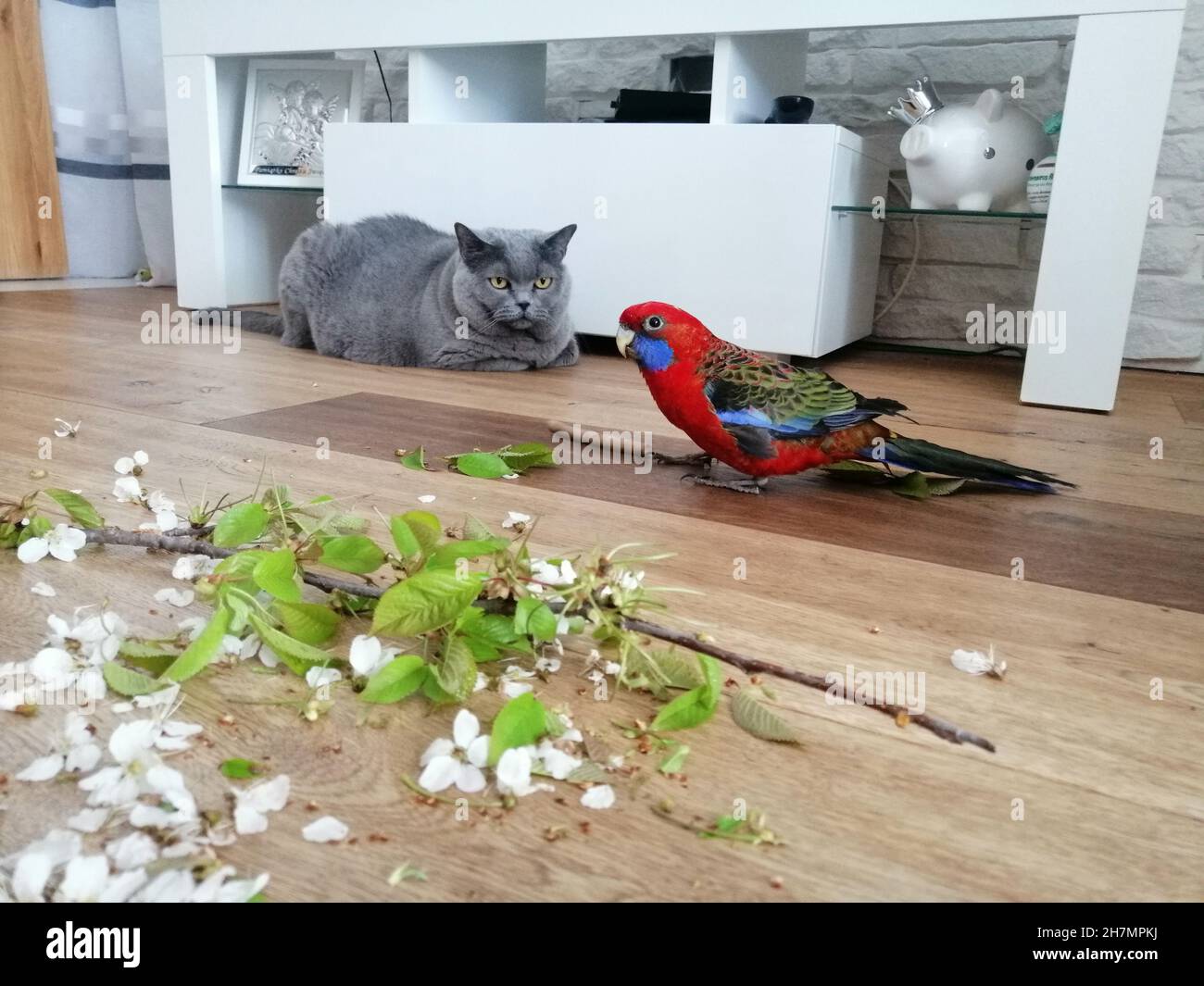 Friendship of the cat and the parrot Stock Photo - Alamy