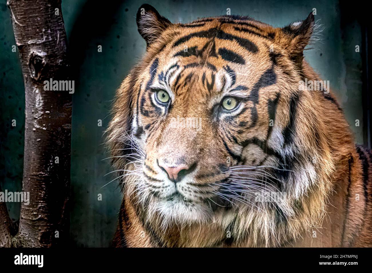 fine art portrait of a tiger Stock Photo - Alamy