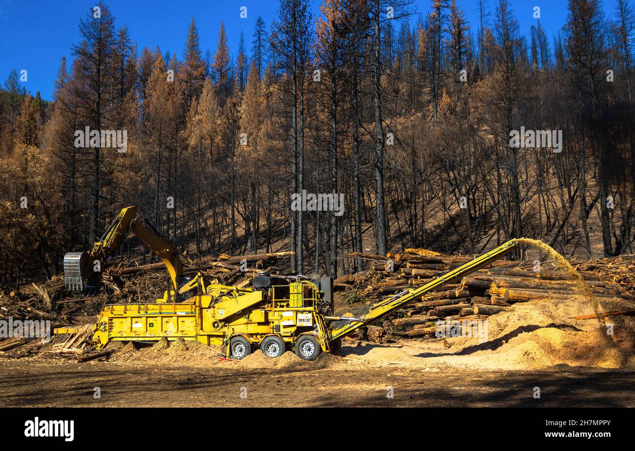 Crews load burned logs into a shredder. The Dixie fire burned 963,309 ...