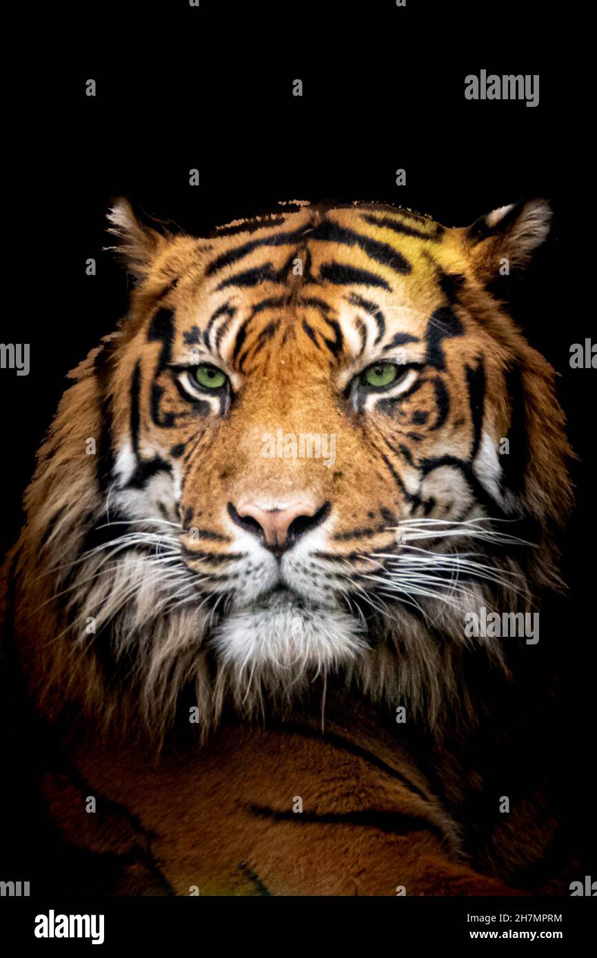 Key tiger hi-res stock photography and images - Alamy