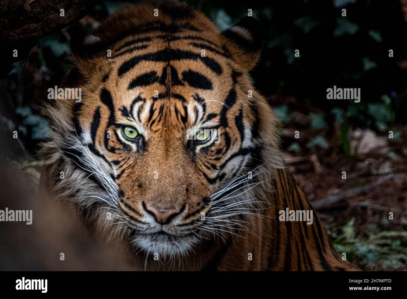 beautiful stock photo of a tiger hiding in the bushes Stock Photo - Alamy