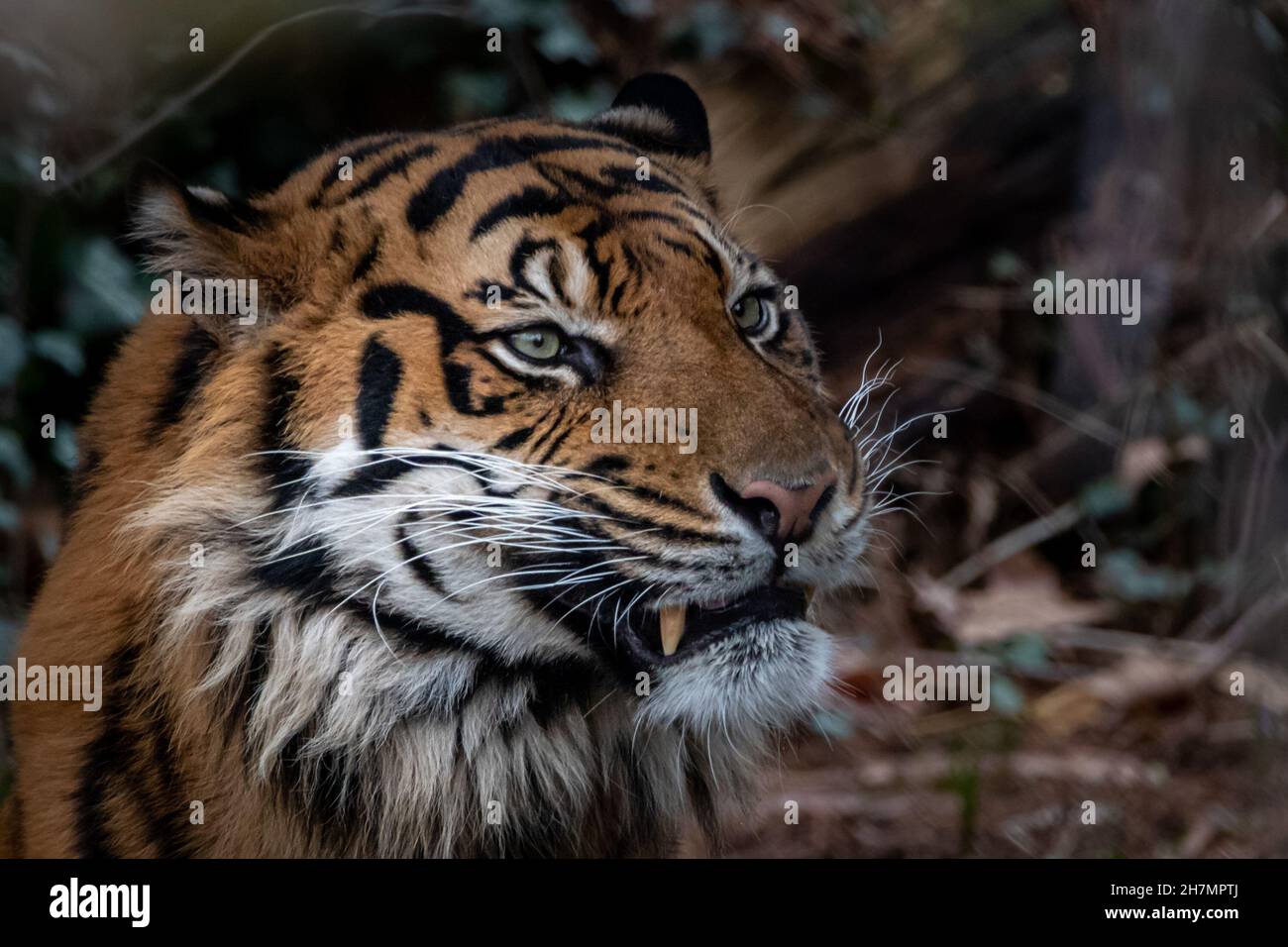 beautiful stock photo of a tiger hiding in the bushes Stock Photo - Alamy