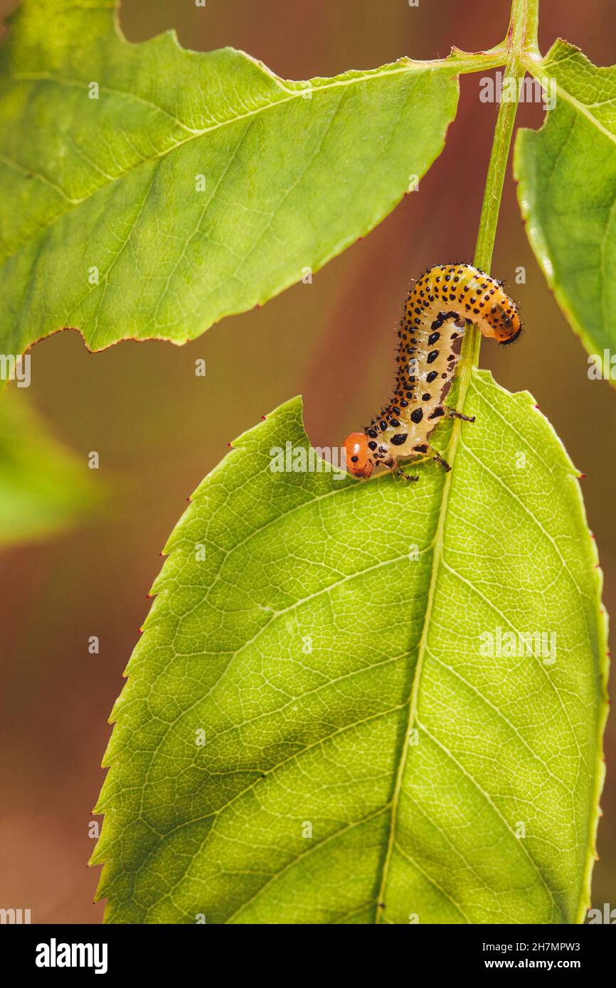 Caterpillar back light Stock Photo - Alamy