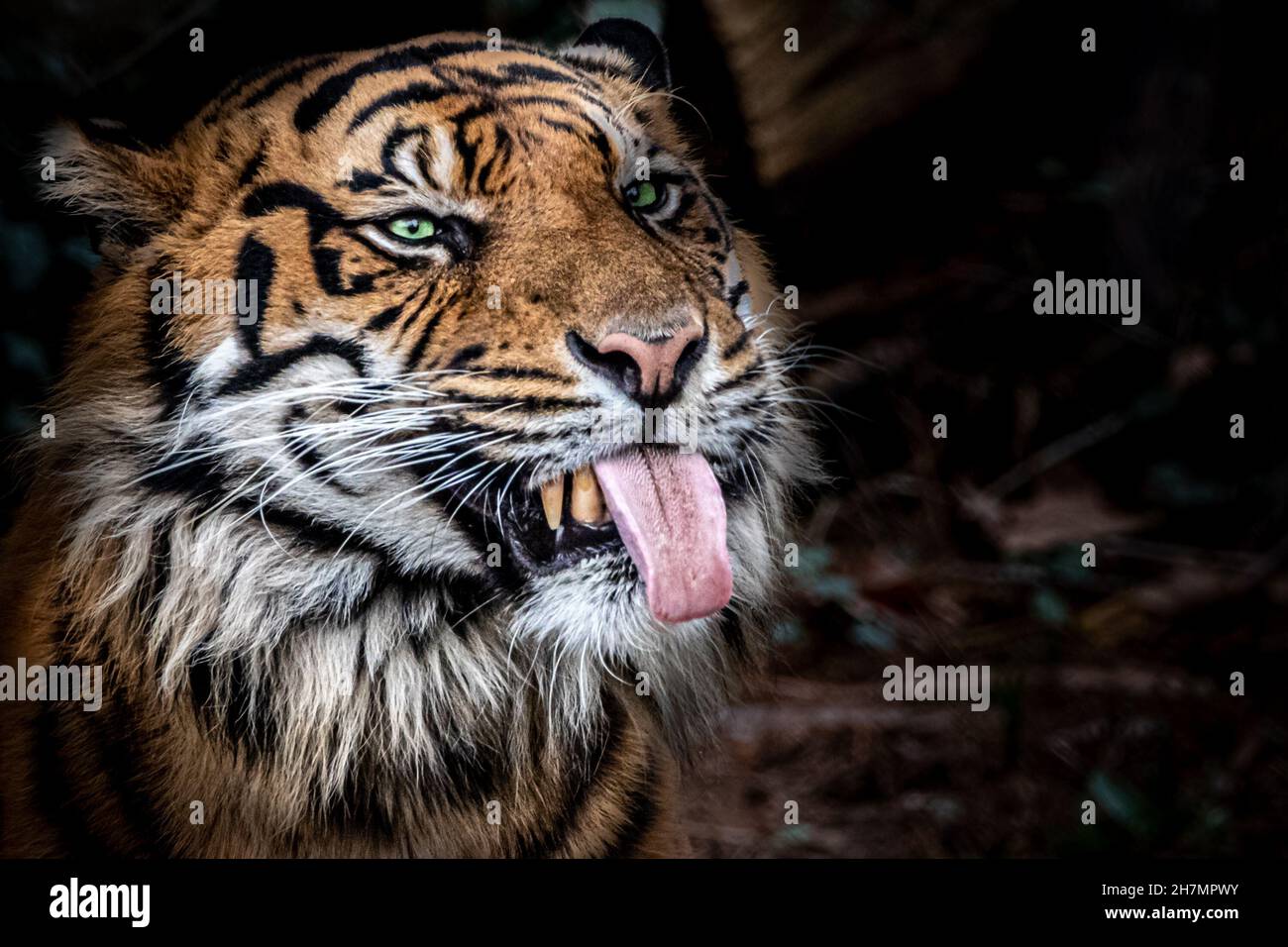 Bengal tiger teeth close hi-res stock photography and images - Alamy