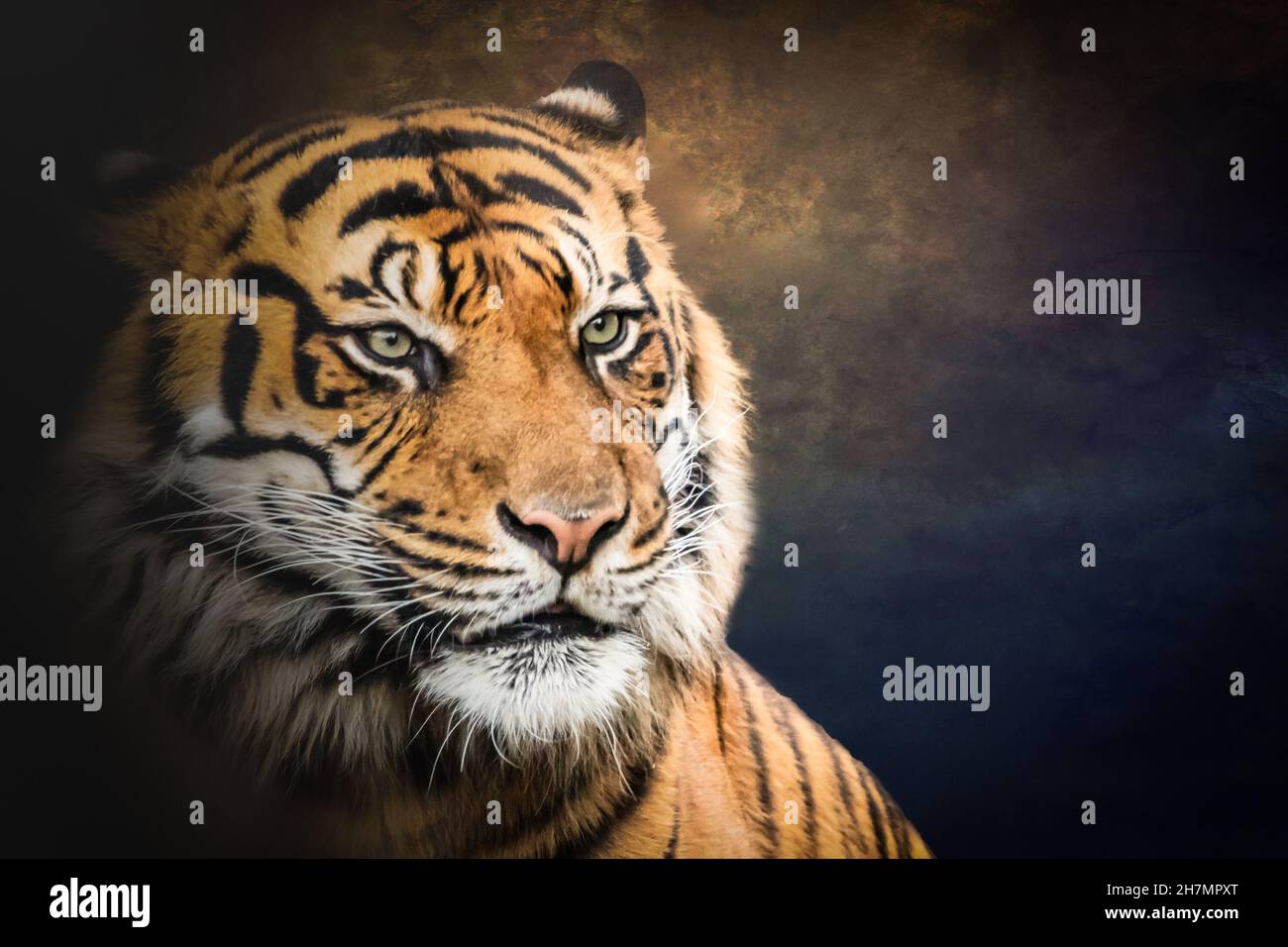 a tiger sitting on the left looking right Stock Photo - Alamy