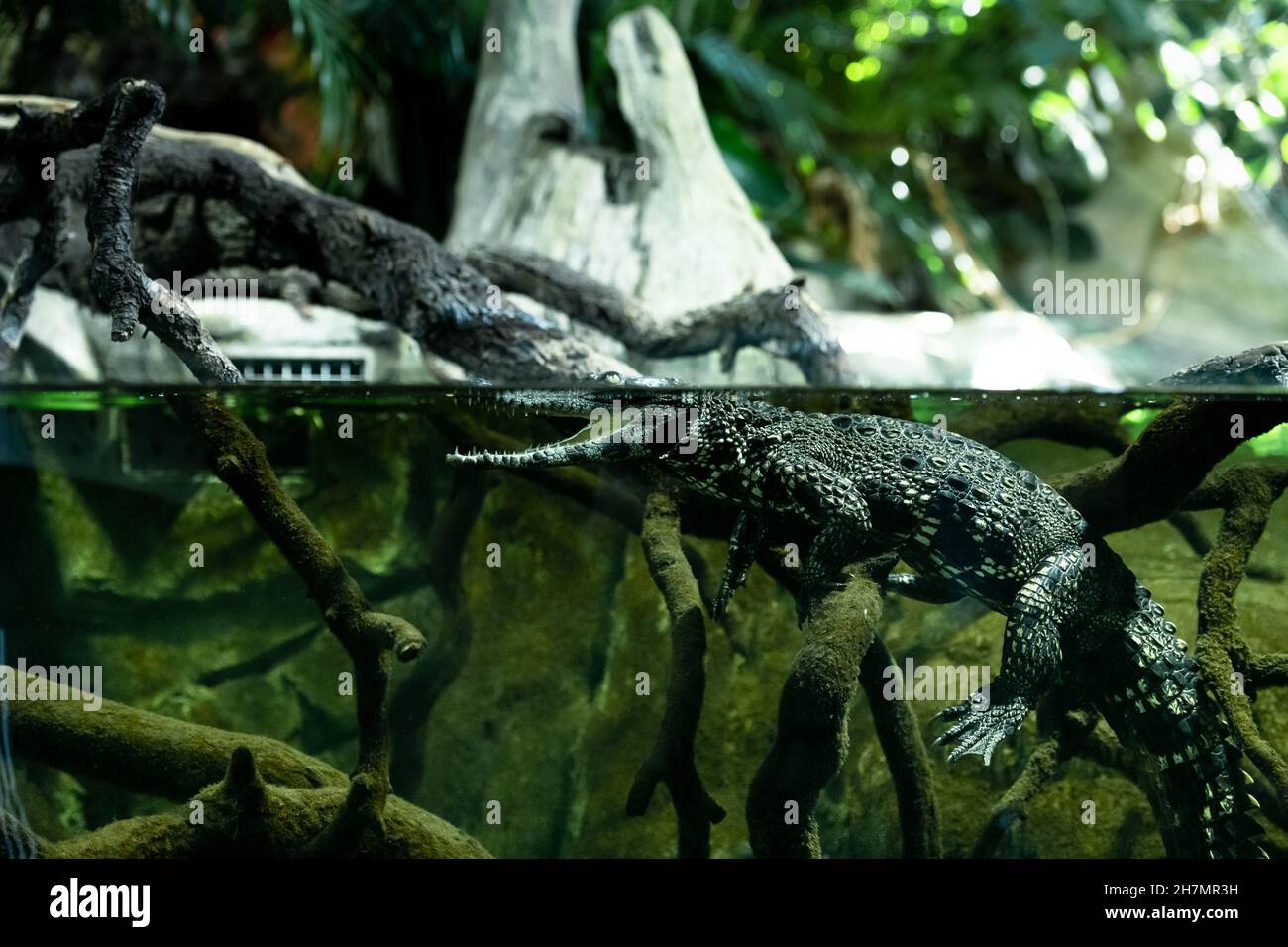 Alligator floating waiting for its prey Stock Photo - Alamy