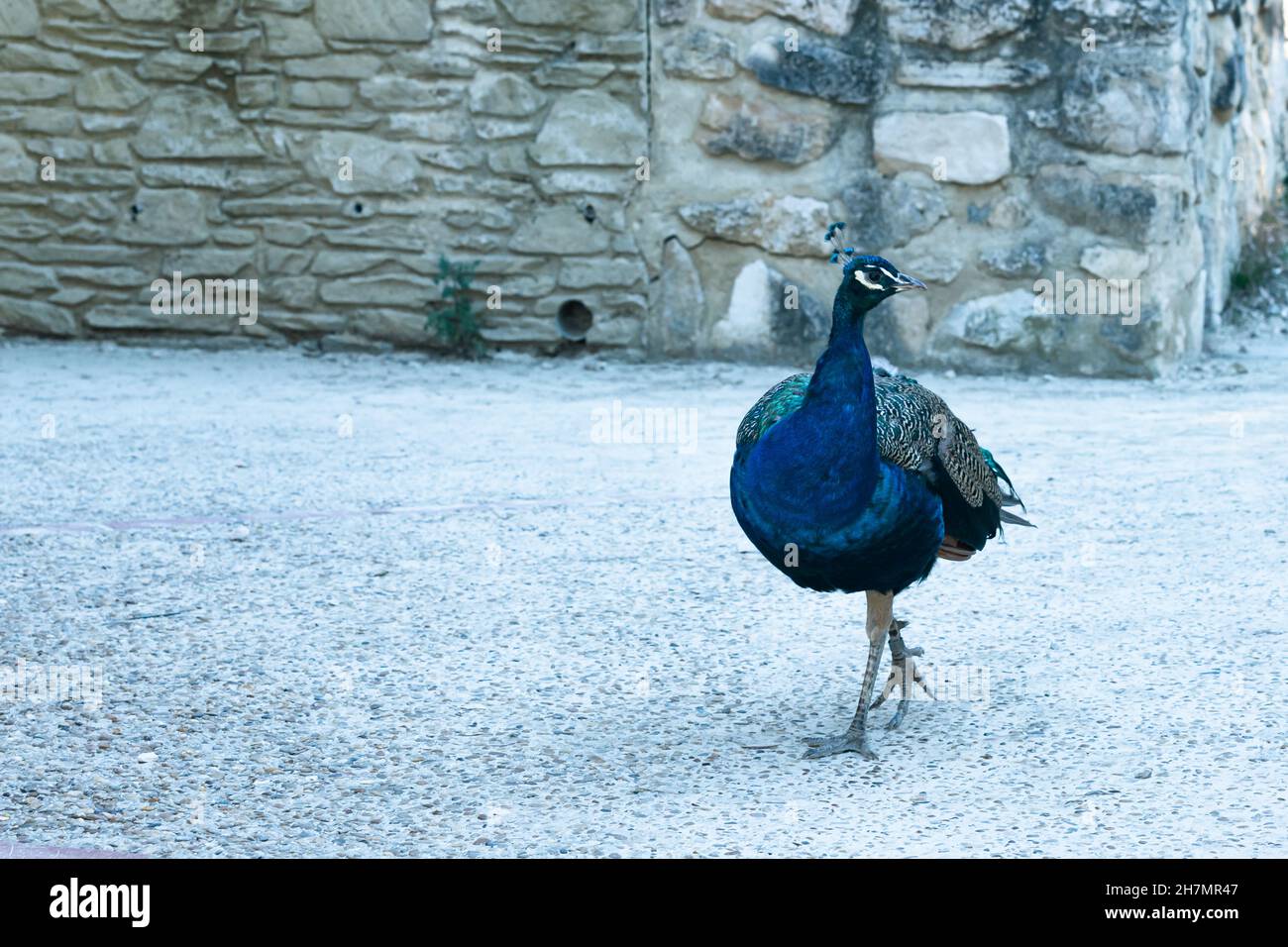 Exotic peacock walking in the corridor Stock Photo - Alamy