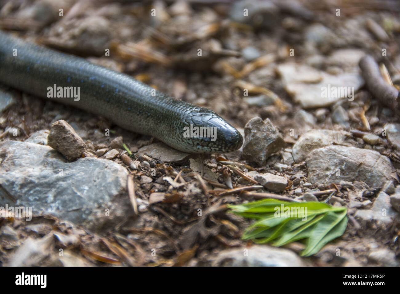Eastern slowworm hi-res stock photography and images - Alamy