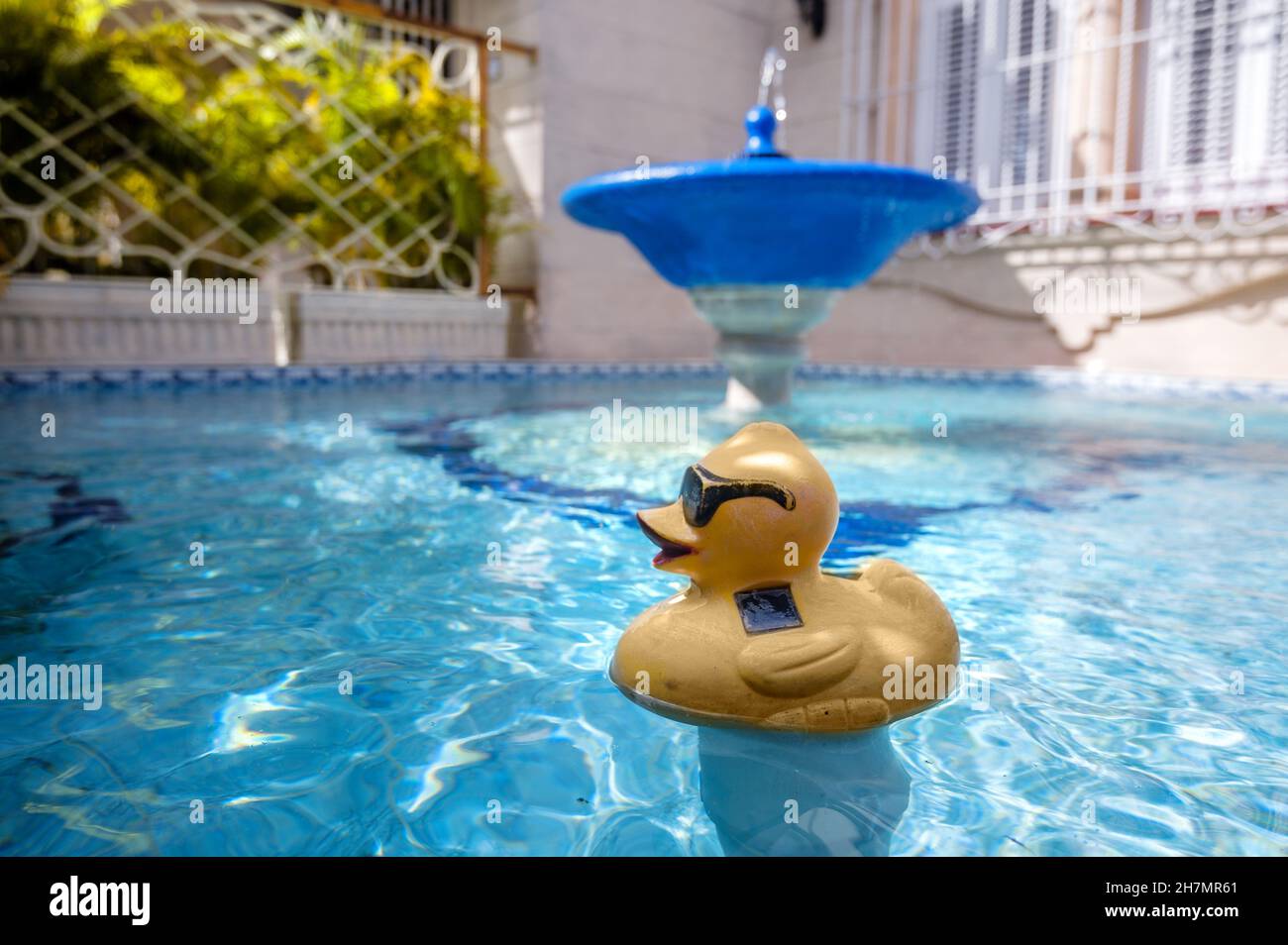 floating duck on blue pool Stock Photo - Alamy