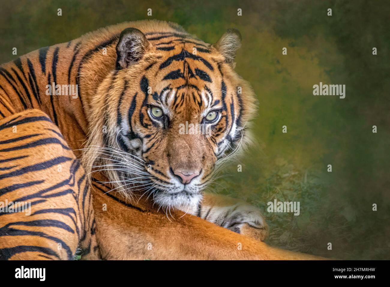 portrait of a resting tiger Stock Photo - Alamy