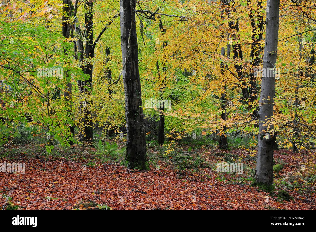 Broad-leaved woodland in Puddletown Forest near Dorchester, Dorset, UK ...