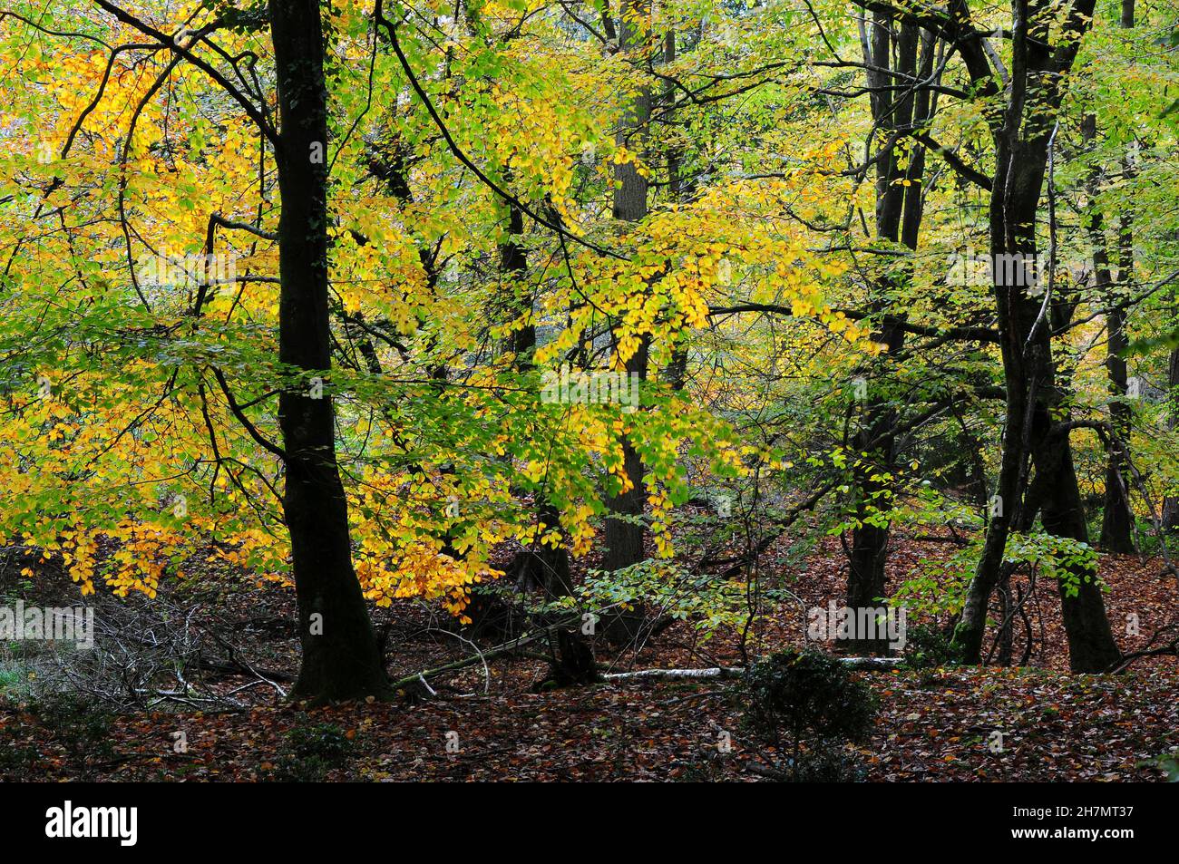 Broad-leaved woodland in Puddletown Forest near Dorchester, Dorset, UK ...