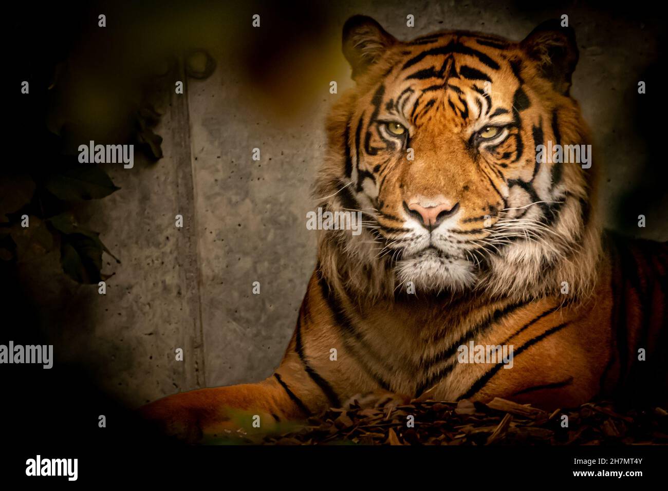 portrait of a tiger laying Stock Photo - Alamy