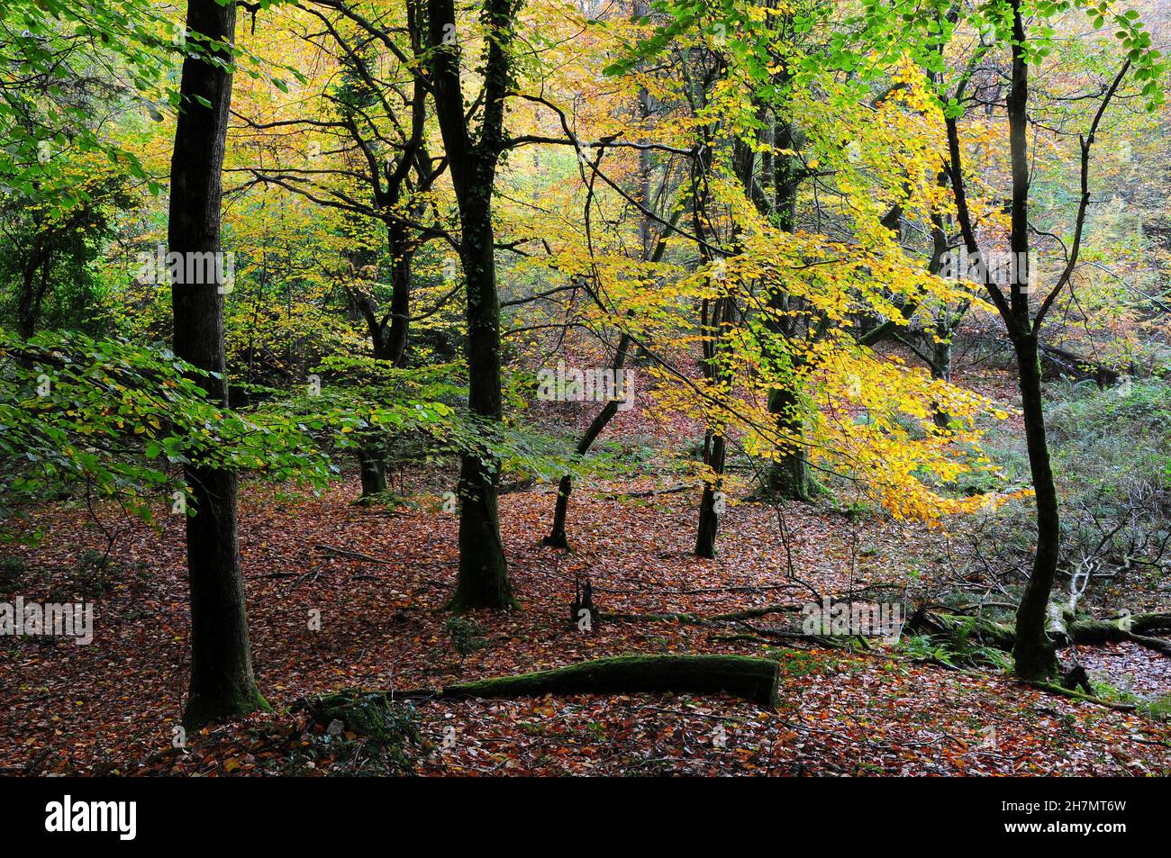 Broad-leaved woodland in Puddletown Forest near Dorchester, Dorset, UK ...