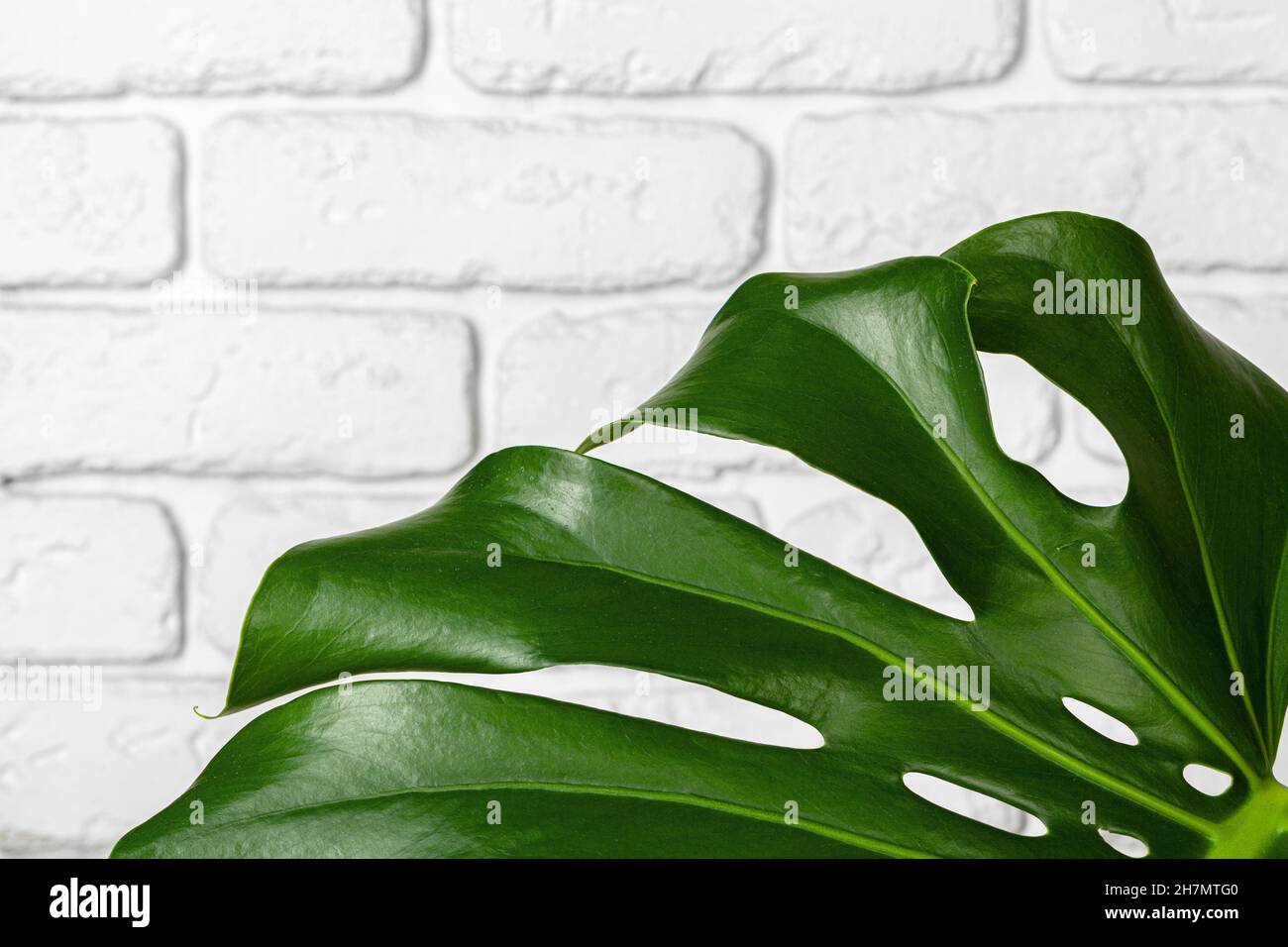 Close up of a monstera plant leaves against white brick wall Stock ...