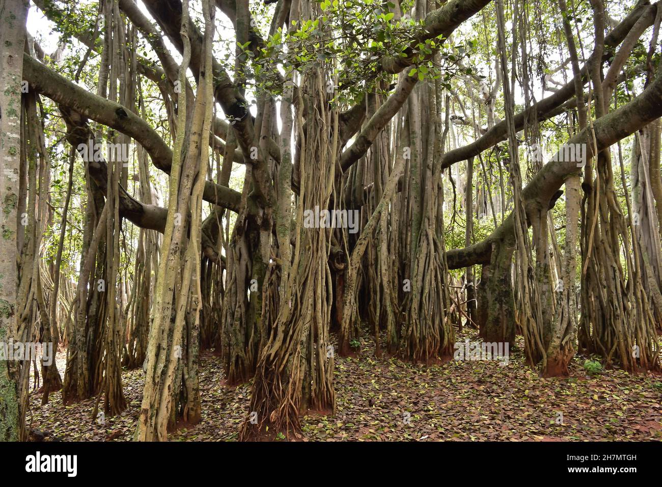 landscape view of a Big banyan tree Stock Photo - Alamy