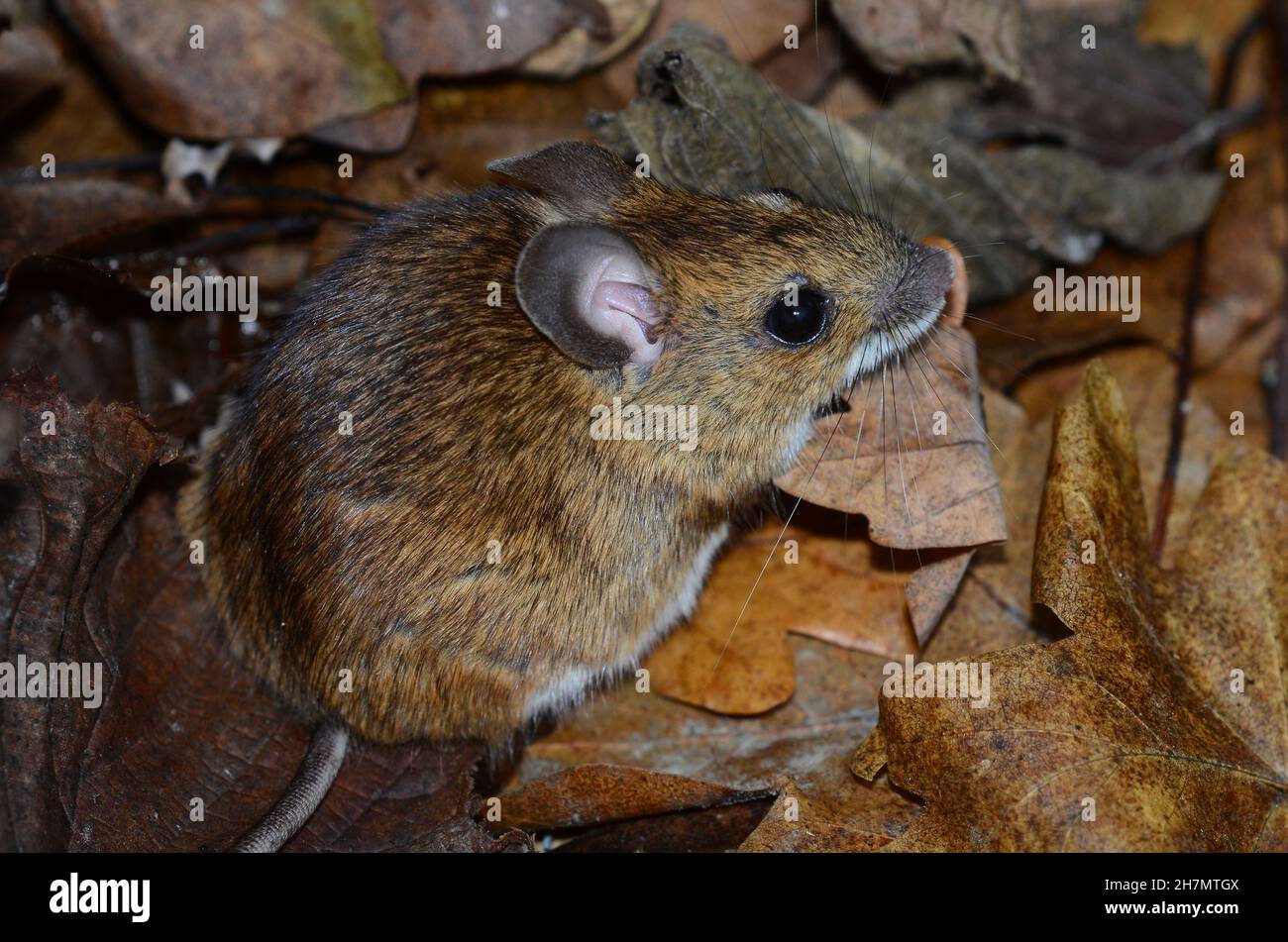 wood mouse apodemus sylvaticus Stock Photo - Alamy