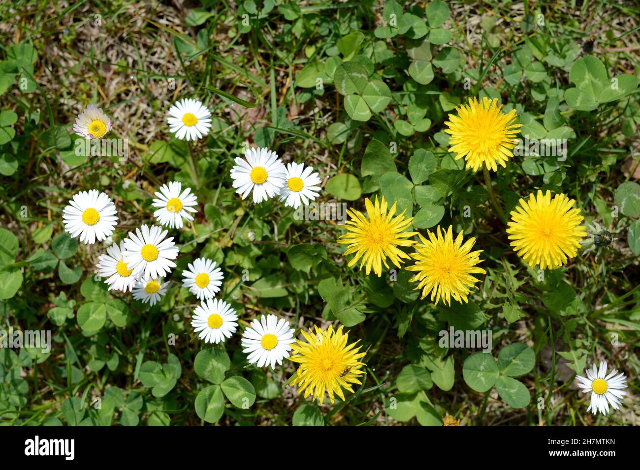 Field of daisy and dandelion flowers in sunny day. Summer flower close ...